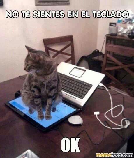 gato troll - Meme subido por pituloki97 :) Memedroid