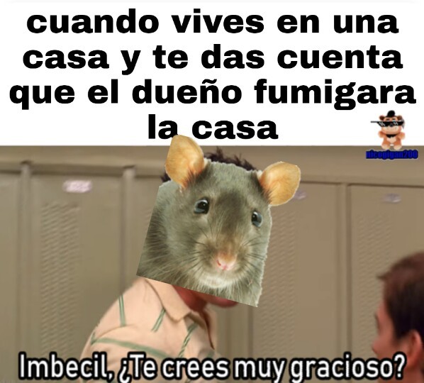 Una Rata Memes Salvando A La Rata Gorda