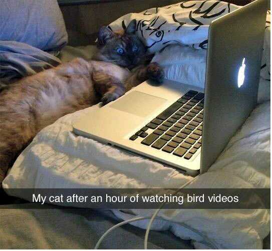 Cat is mesmerized - Meme by SuperIlluminati :) Memedroid