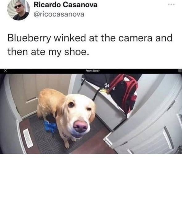 International Shoe Memes