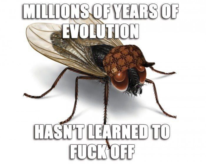 The best Fly memes :) Memedroid
