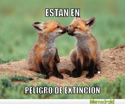 Zorros - Meme subido por Animalitos XD :) Memedroid