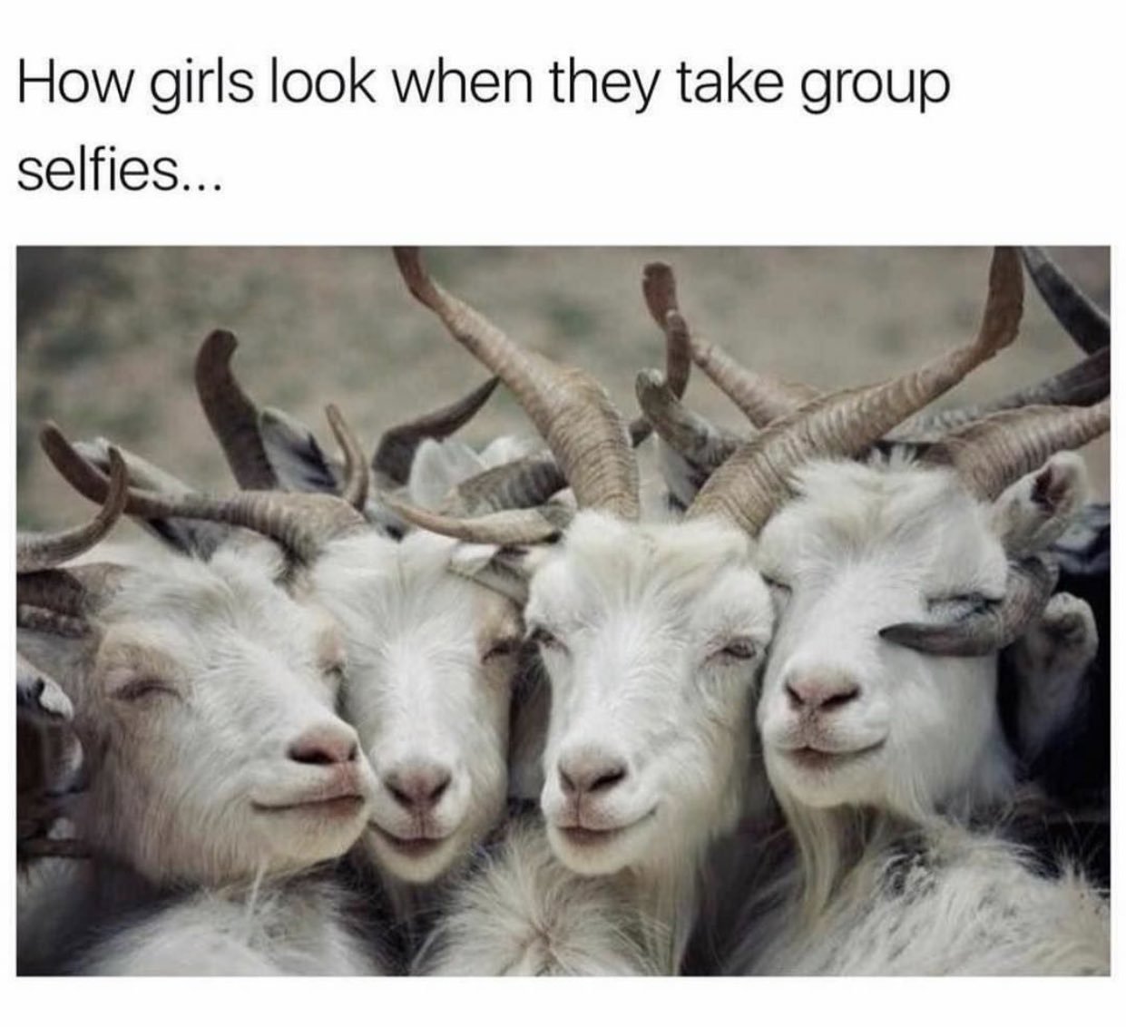 Goat Rooter Memes