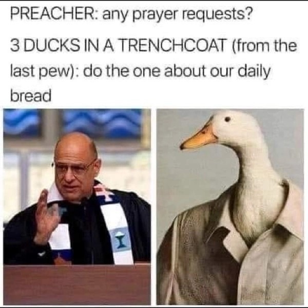 The best Duck memes :) Memedroid