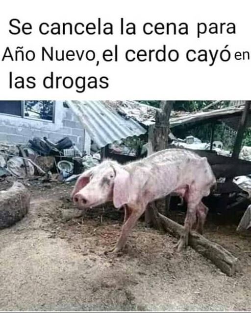 Memes Sobre Chanchitos Fight For Your Right Medias Soquetes Dibujos