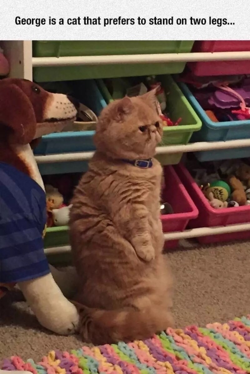 Hooman catto - Meme by Tweet :) Memedroid