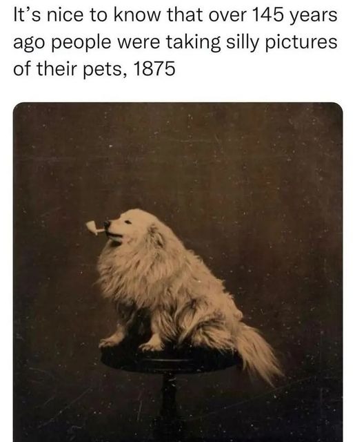 Doggo - Meme subido por Mireska :) Memedroid
