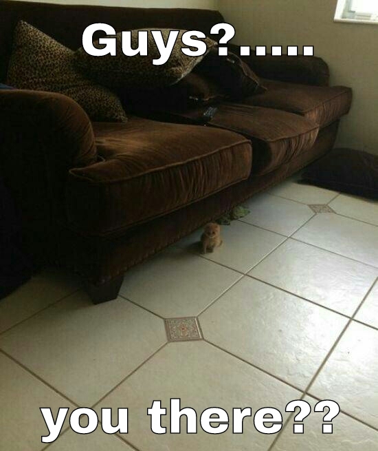 Anyone? - Meme by samcortez1989 :) Memedroid