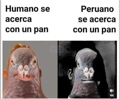 Fotos De Palomas Memes This Is Probably Paloma Funny Drink Quote