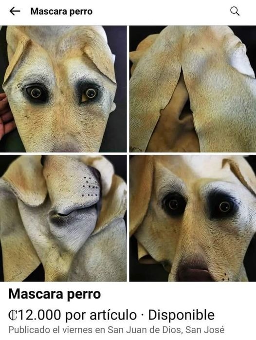Mascara perro - Meme subido por Alejo_c....mamut :) Memedroid