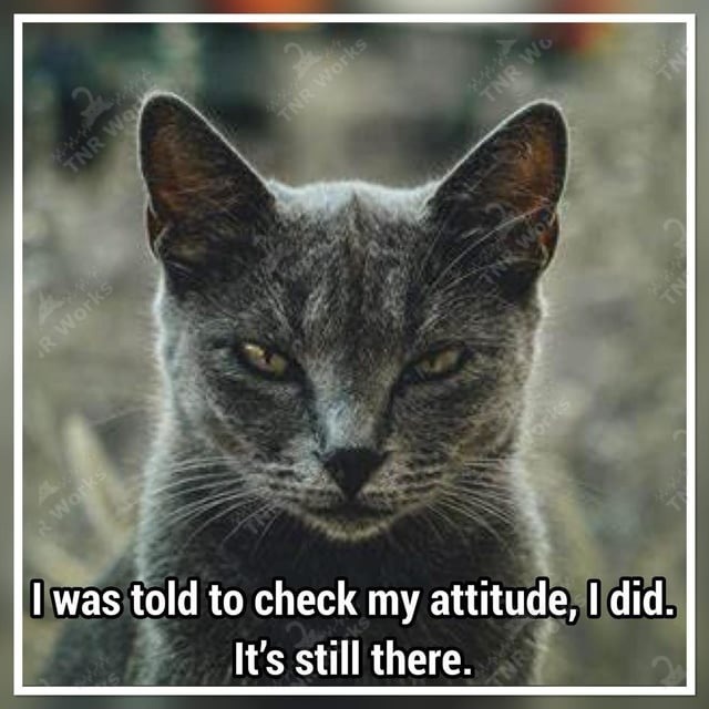 The best Attitude memes :) Memedroid