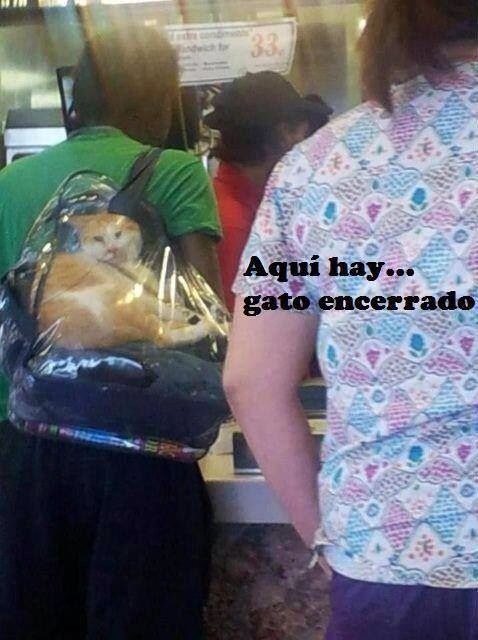 Gato encerrado >:3 - Meme subido por Fuuuuuuuuuuuuuuuuuuu :) Memedroid