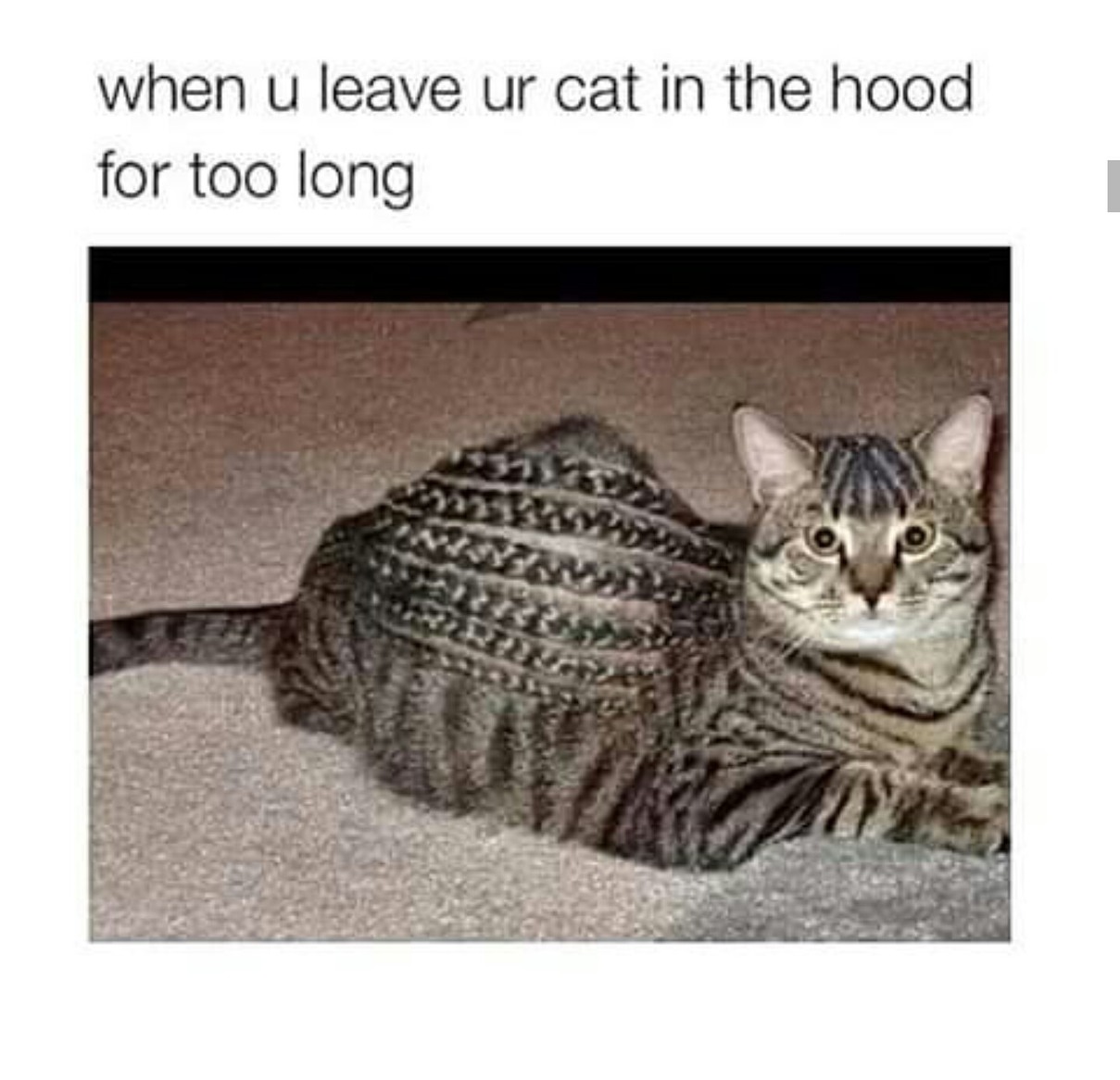 Cat weave - Meme by Tweet :) Memedroid