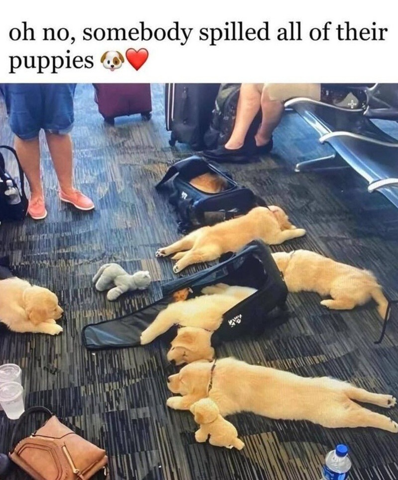 The best Chaos memes :) Memedroid