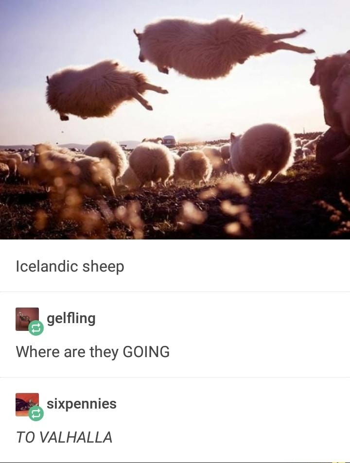Flying Sheep - Meme by Robby112 :) Memedroid