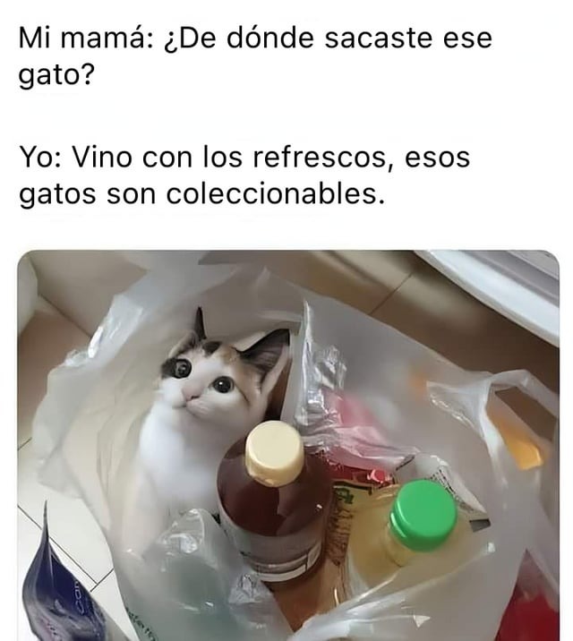 Top Memes de Gatos en Español – Memedroid