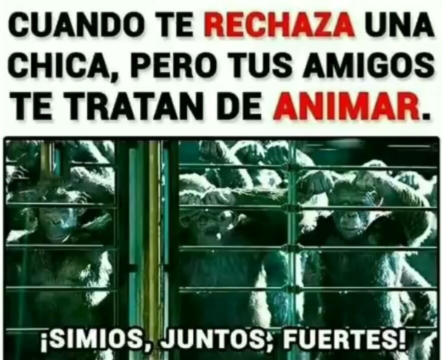 Memes De Animar 25 Memes Fofos Para Fazer Você Se Sentir Melhor