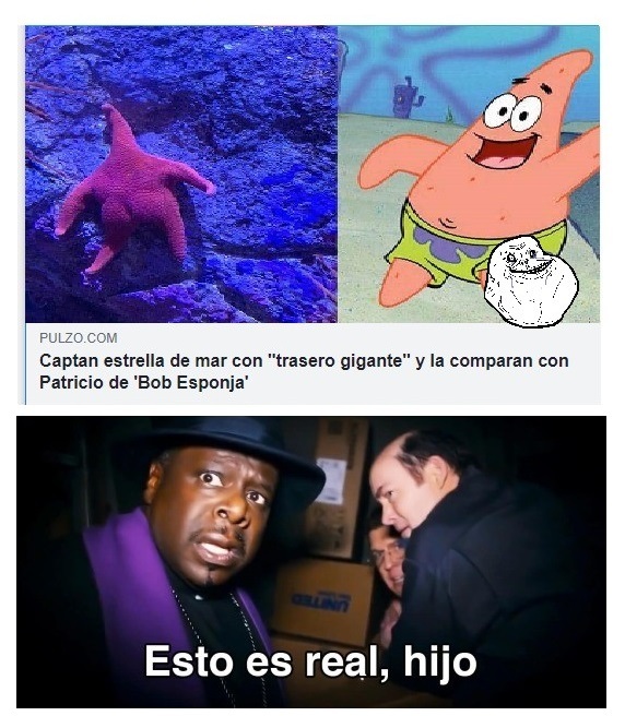 Top memes de patricio estrella en español :) Memedroid