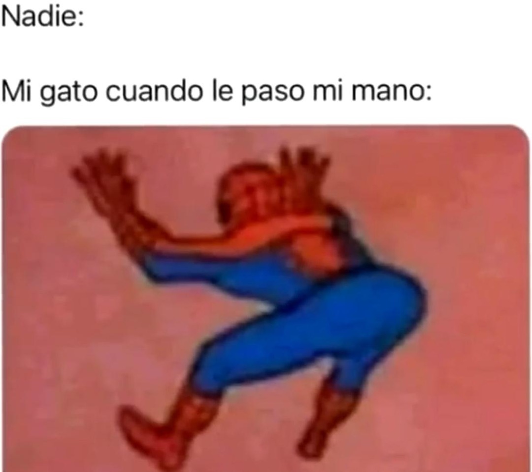 Meme de gatos - Meme subido por mrperroavatar :) Memedroid