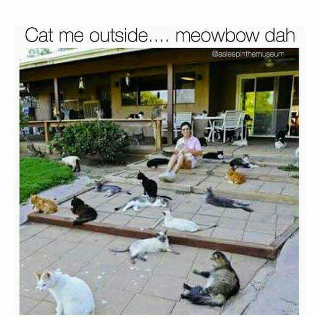 Cats are outside - Meme by villareale52 :) Memedroid