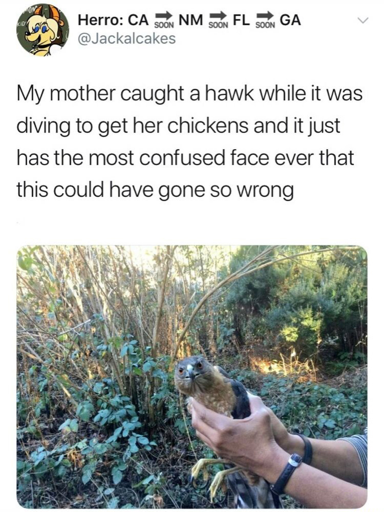 that hawk looks shook - Meme by SgEileen02 :) Memedroid