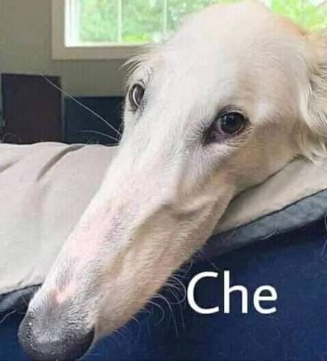 Che - Meme subido por Joack1222 :) Memedroid