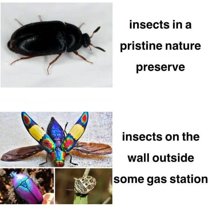 Top memes de Insectos en español :) Memedroid
