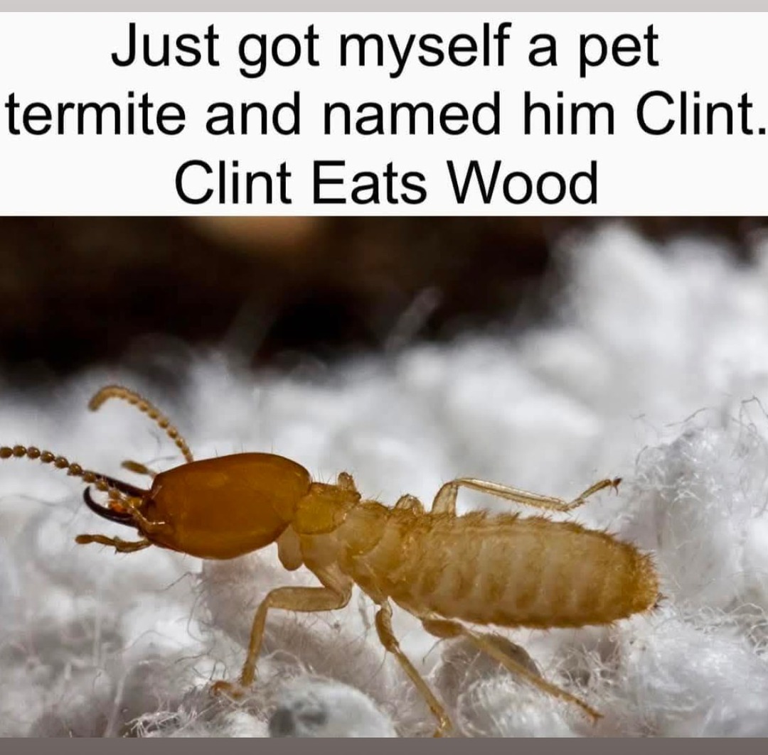 The best Termite memes :) Memedroid