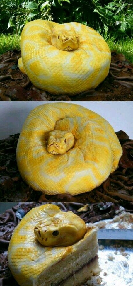 Snek - Meme by Only-S-Memes :) Memedroid