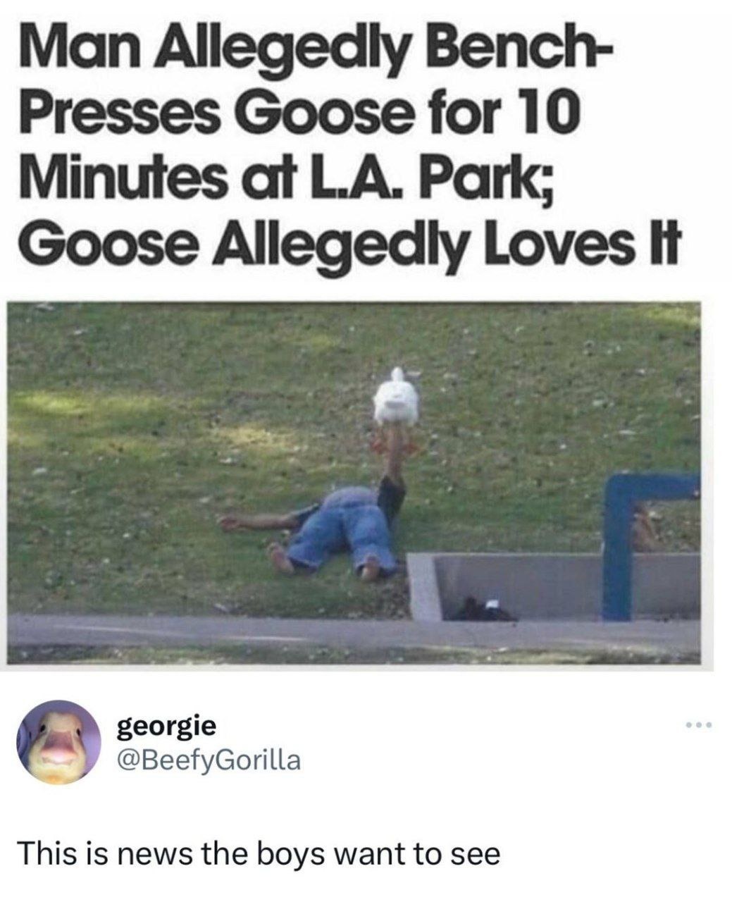 The best Goose memes :) Memedroid