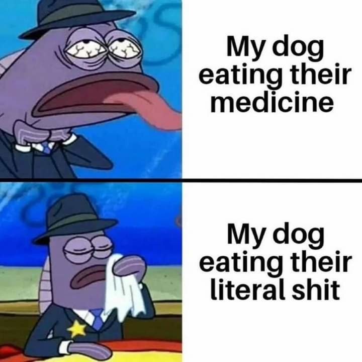 The best Doggo memes :) Memedroid