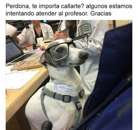 Maldito perro - Meme subido por Pepeno :) Memedroid