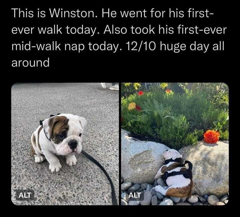 Good boi - Meme subido por Scoots291 :) Memedroid