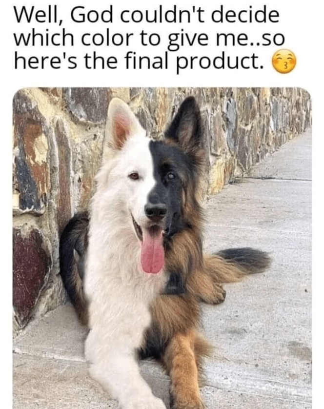 The best Multicolor memes :) Memedroid