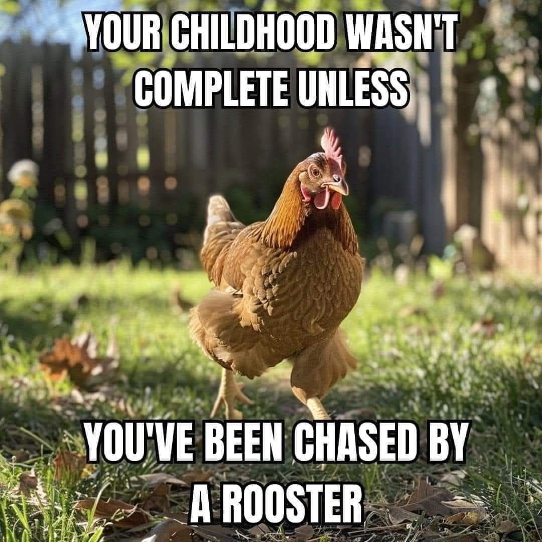 The best Rooster memes :) Memedroid