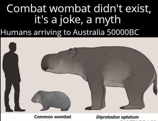 The best Wombat memes :) Memedroid