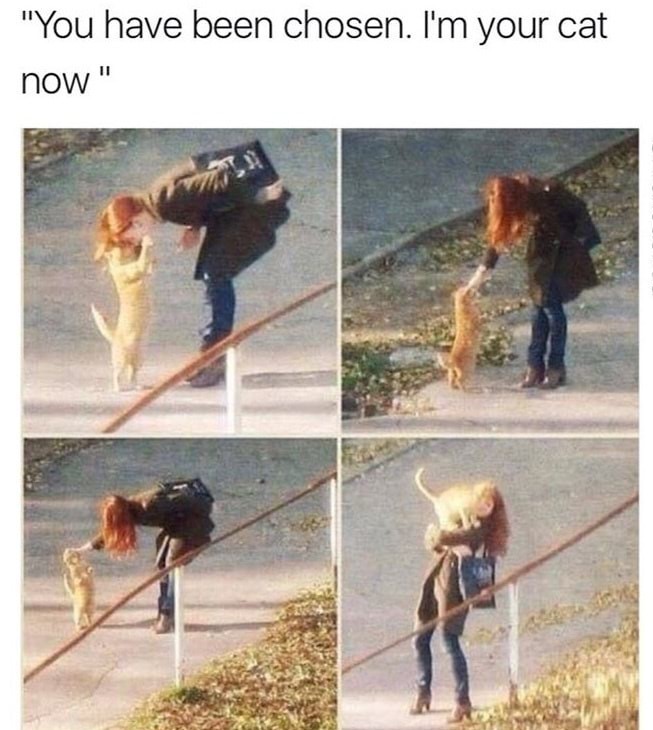 And that is the story how i got cat ... - Meme subido por ...