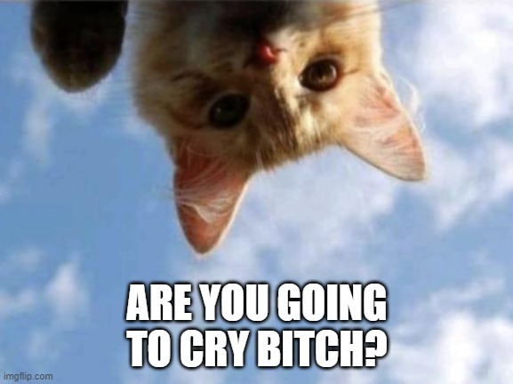 cats - Meme subido por dogepadre0717 :) Memedroid