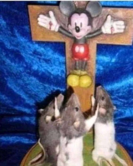 Top memes de Ratas en español :) Memedroid