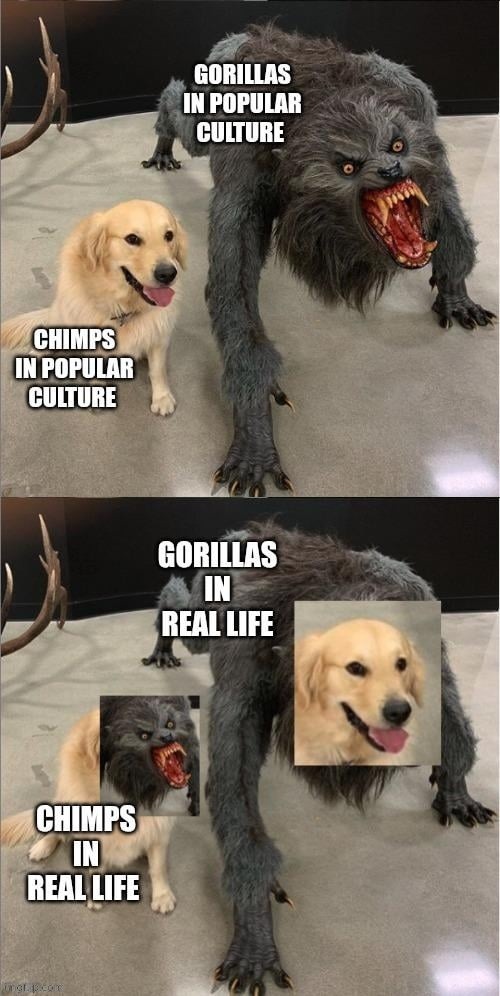 The best Chimpanzee memes :) Memedroid