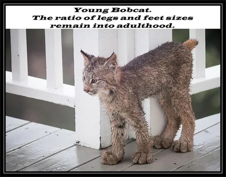 The best Bobcat memes :) Memedroid
