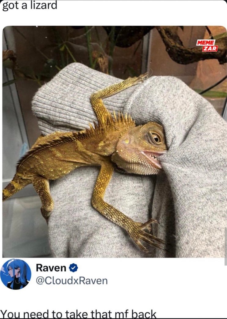 Lizard Memes