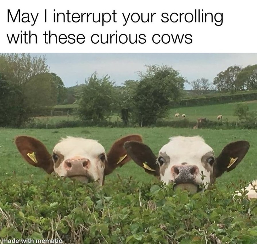 The best Cow memes :) Memedroid