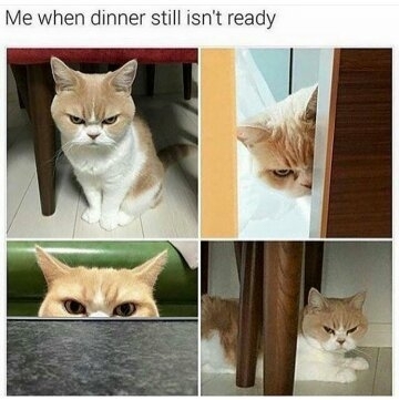 Not yet??? - Meme by Tweet :) Memedroid