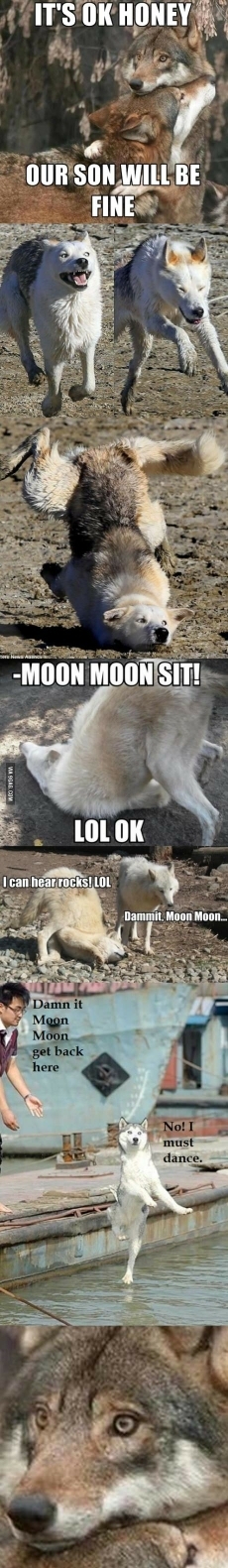 shit moon moon - Meme subido por bugu82 :) Memedroid