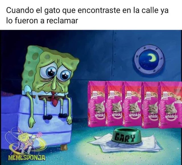 Cuando ya se llevaron al gato callejero - Meme subido por xtrameme ...