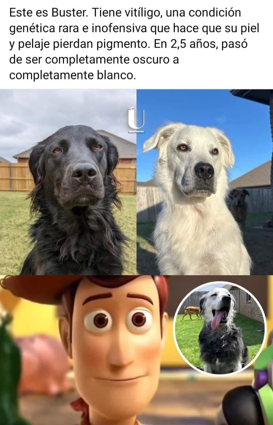 Top memes de Vitíligo en español :) Memedroid