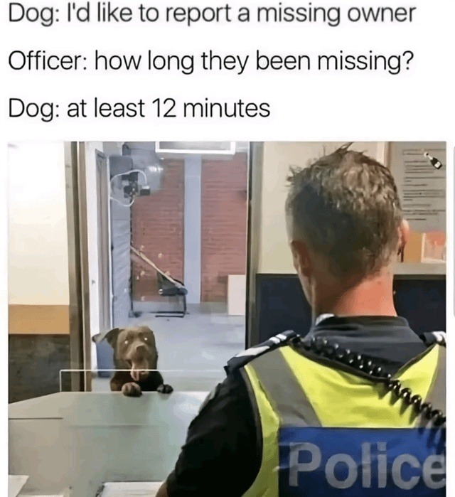 The best Dog memes