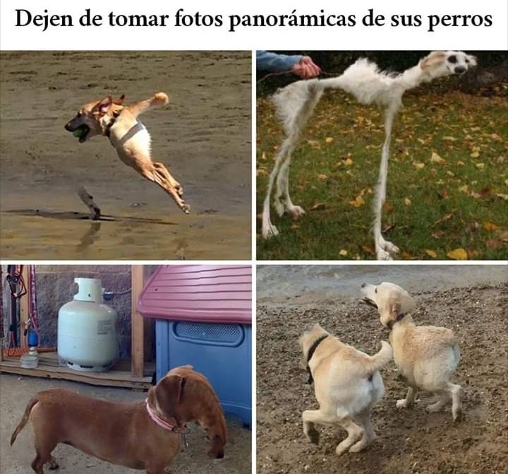 Con ese perro - Meme subido por Malaquias_I :) Memedroid