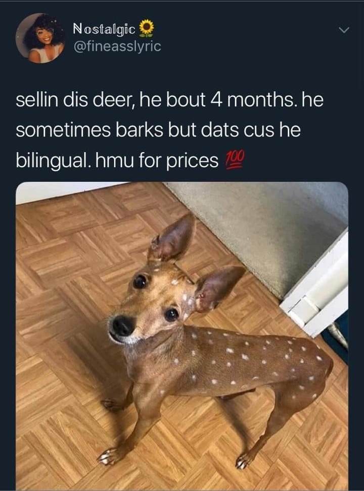 The best Deer memes :) Memedroid